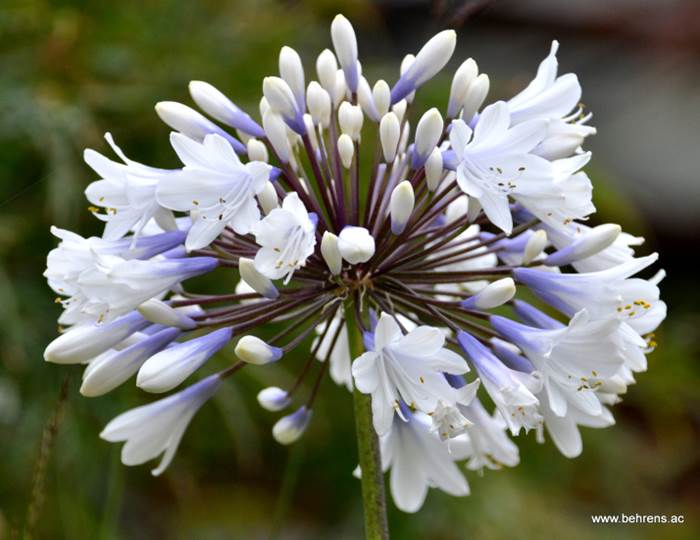Agapanthe